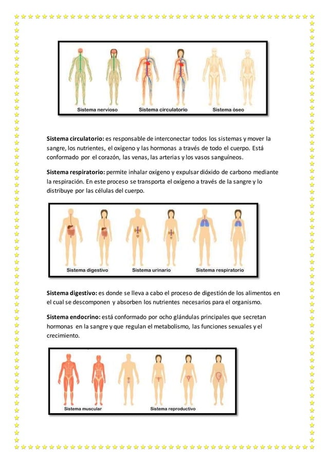 el cuerpo humano | PDF