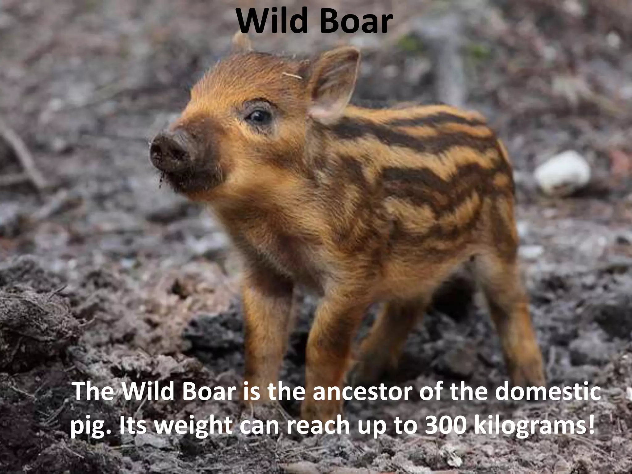 Animals in Lithuania | PPTX