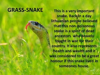 Animals in Lithuania | PPT