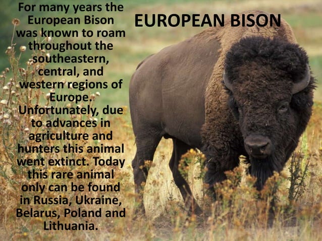 Animals in Lithuania | PPT
