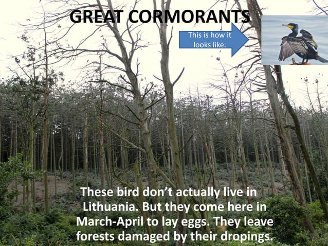 Animals in Lithuania | PPT