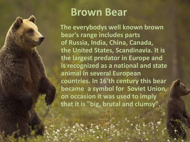 Animals in Lithuania | PPT