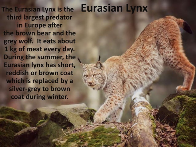 Animals in Lithuania | PPT | Free Download
