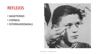 neuroanatomía de los nervios craneales - trígémino y facial | PPTX