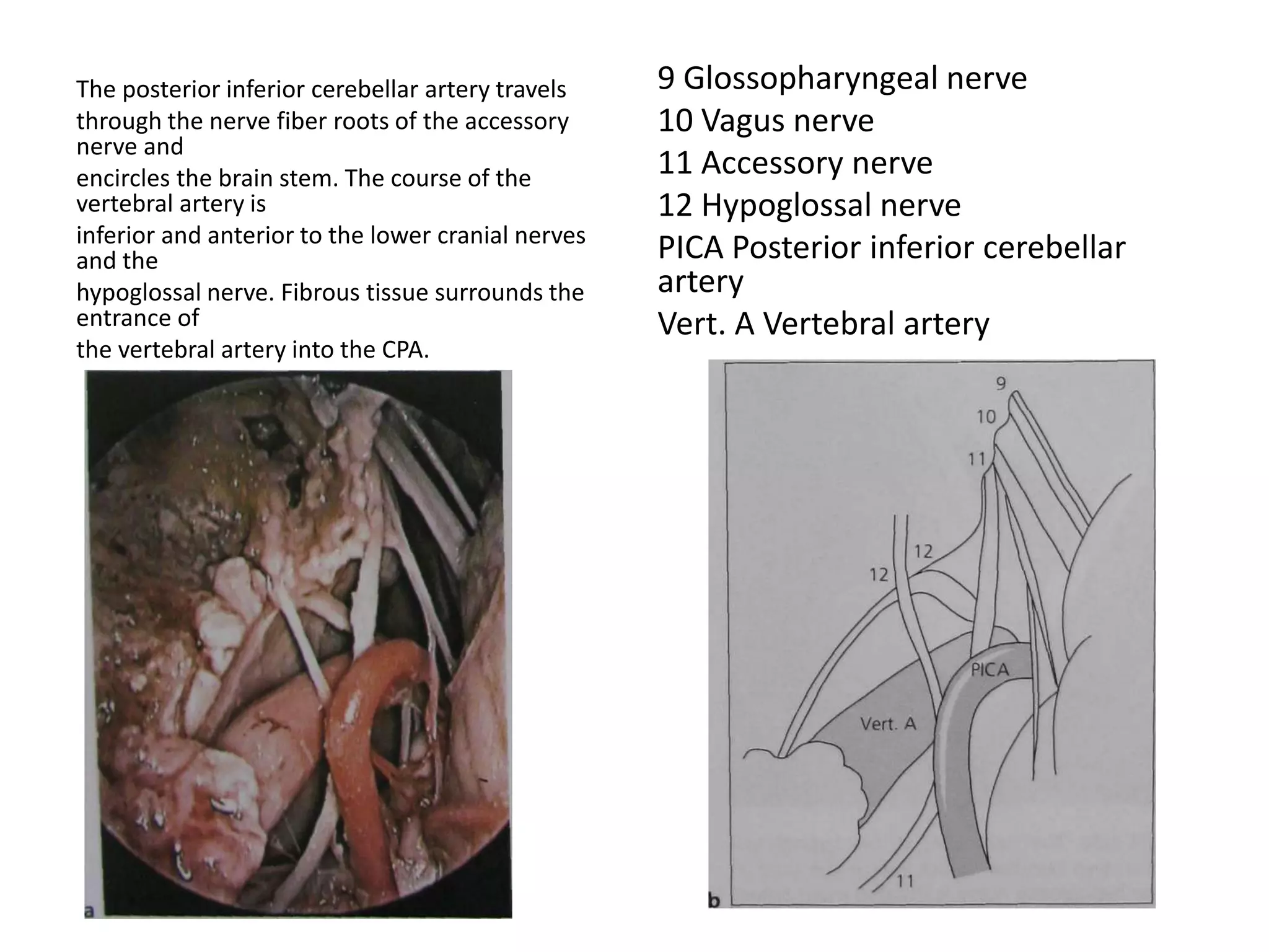 CP angle 360° | PPTX