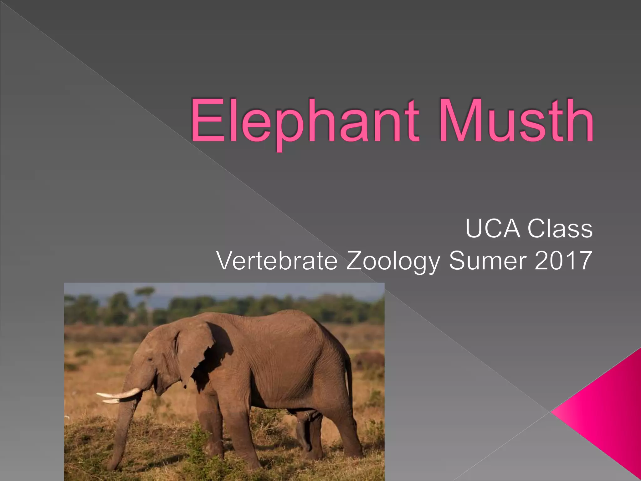 Uca Class: Elephant Musth | PPTX