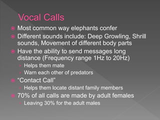 Uca Class: Elephant Musth | PPTX