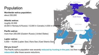 Biodiversity - About Walrus (Odobenus Rosmarus) 海象老大 | PPT
