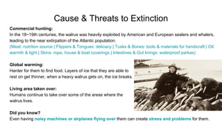 Biodiversity - About Walrus (Odobenus Rosmarus) 海象老大 | PPT