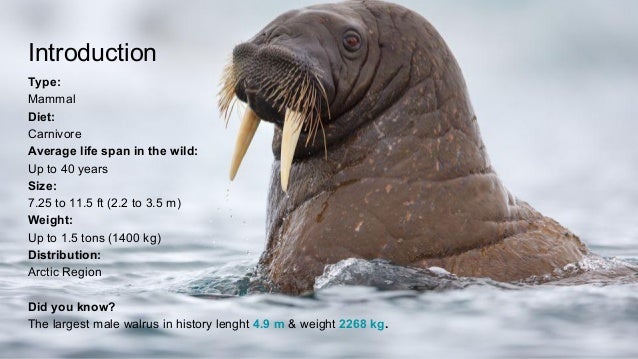 Biodiversity - About Walrus (Odobenus Rosmarus) 海象老大