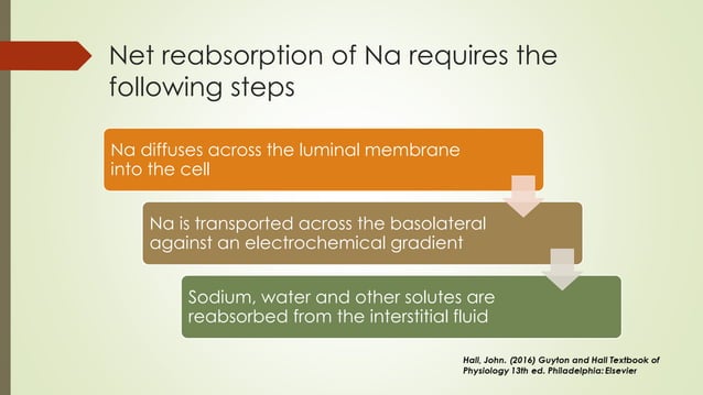 W1-3 Urine Formation Lecture renal system | PDF