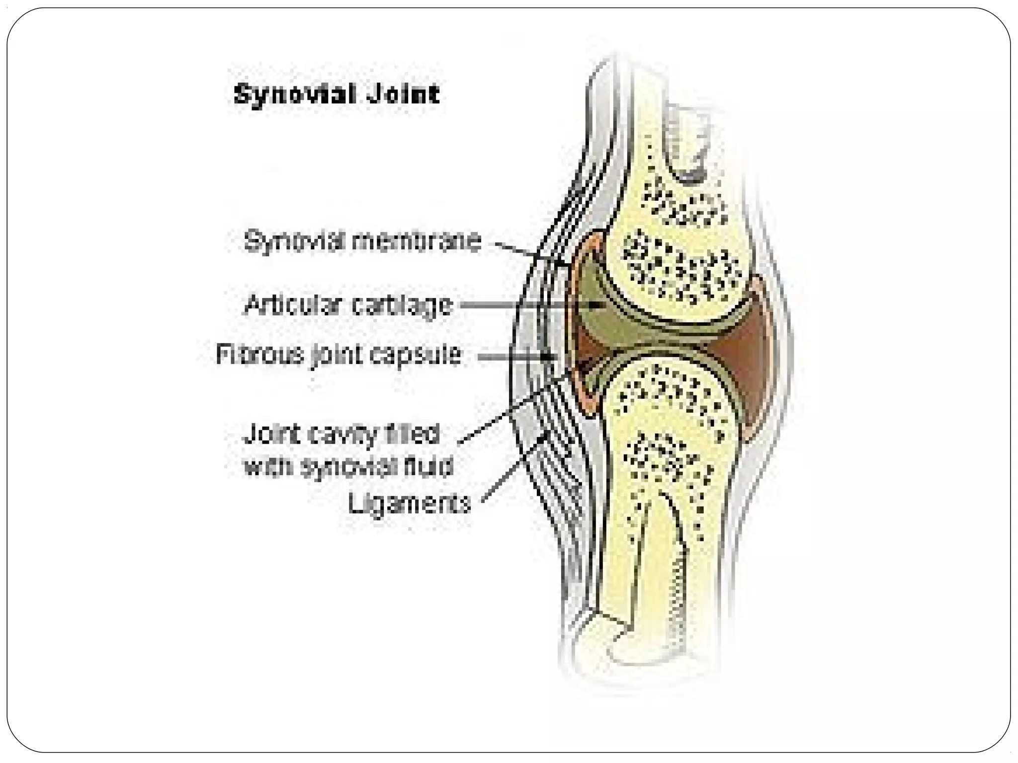 Structure of synovial joint and muscle attachment | PPT