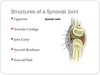 Structure of synovial joint and muscle attachment | PPT