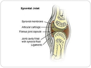 Structure of synovial joint and muscle attachment | PPT