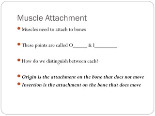Structure of synovial joint and muscle attachment | PPT