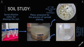 Role of bacteria with novel characteristics in the production of ...