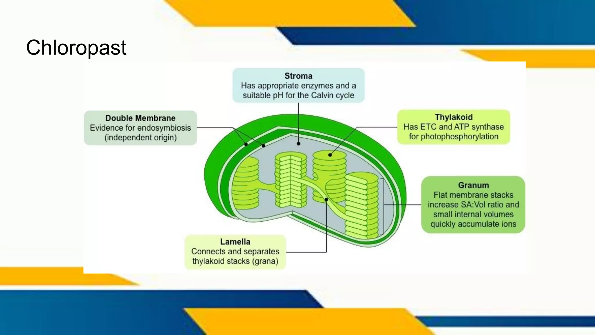 W1 PPT ATP-ADP Cycle.pdf