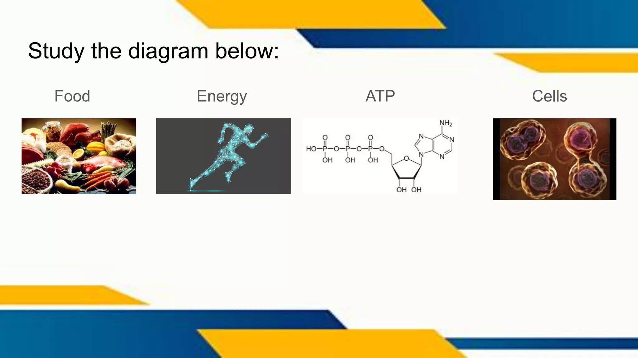 W1 PPT ATP-ADP Cycle.pdf
