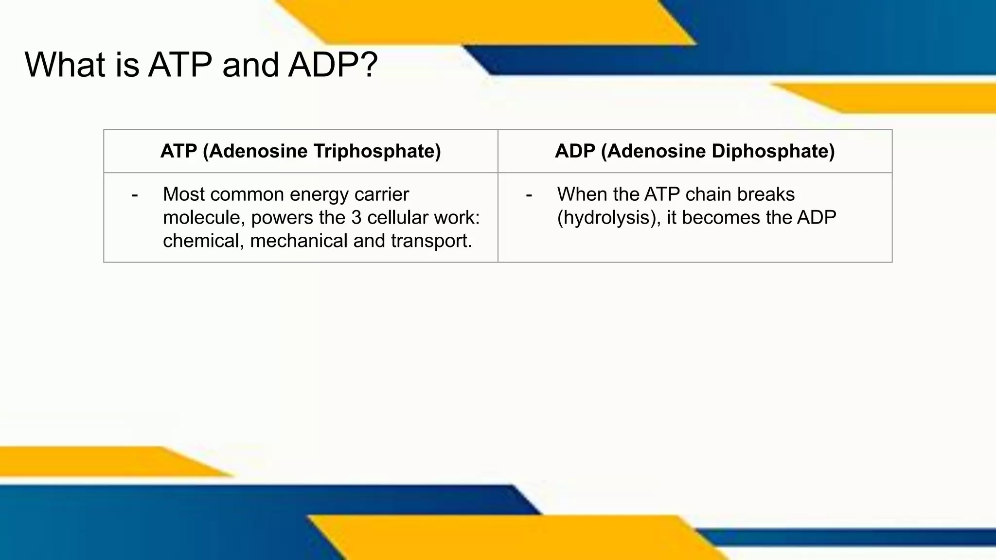 W1 PPT ATP-ADP Cycle.pdf