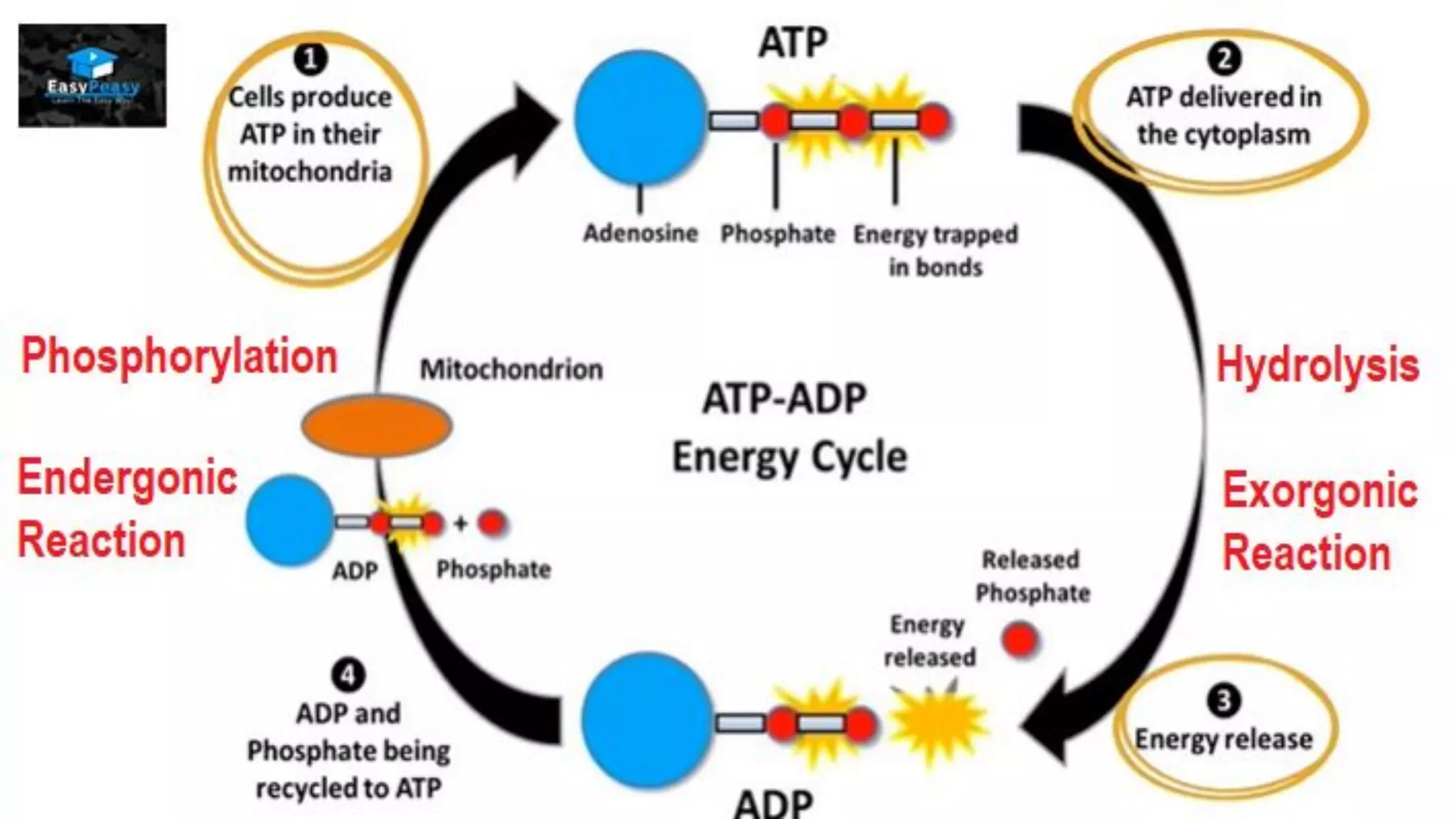 W1 PPT ATP-ADP Cycle.pdf
