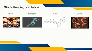 W1 PPT ATP-ADP Cycle.pdf