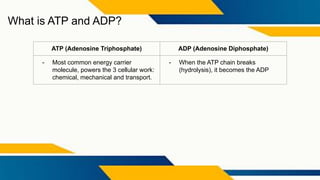 W1 PPT ATP-ADP Cycle.pdf