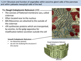 W2_1.2 Ultrastructure of Cell.pdf