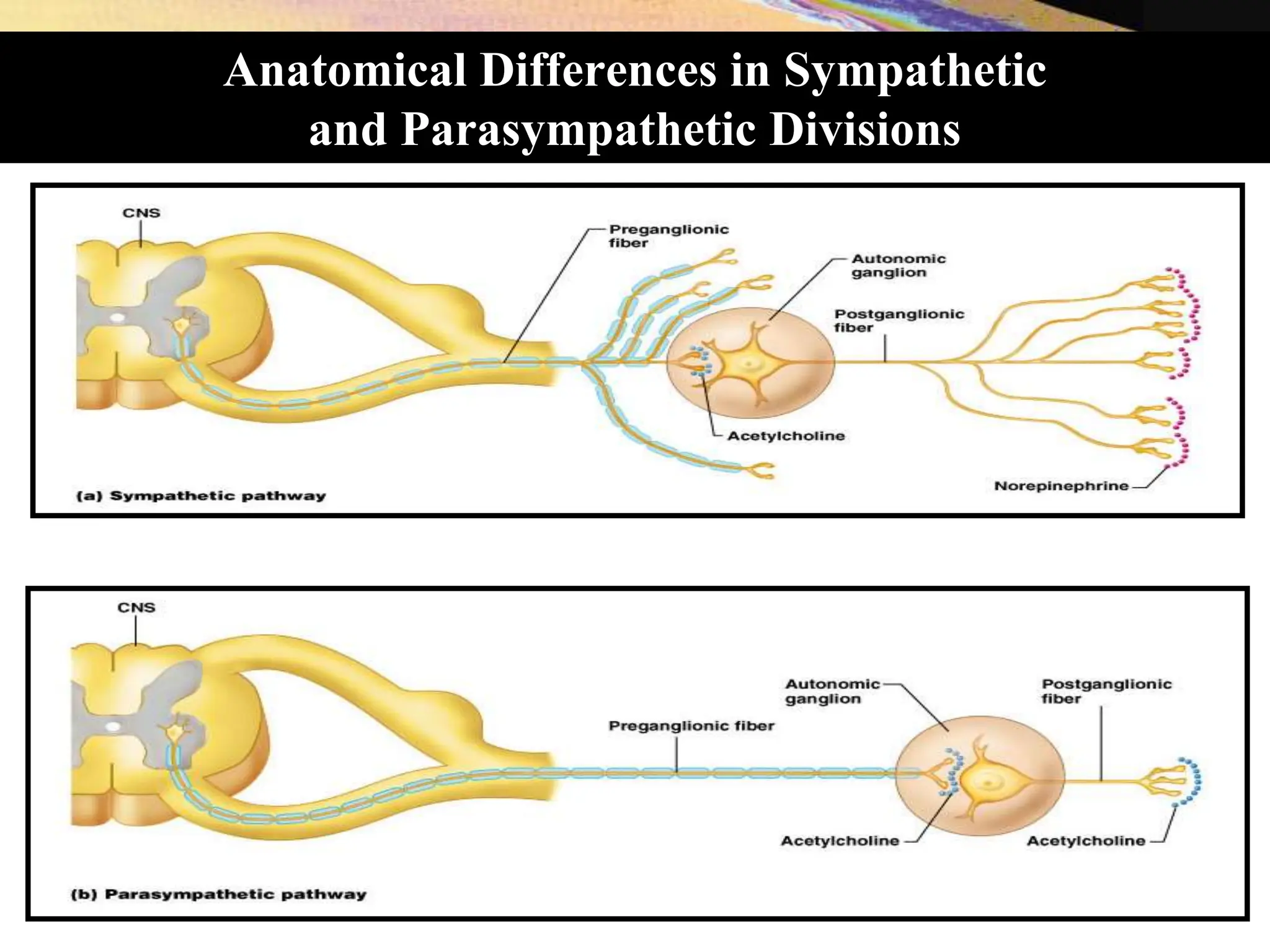 W_2_parasympathetic_agonists_antagonist_New_Nur_144360_Read_Only.pptx