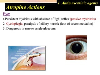W_2_parasympathetic_agonists_antagonist_New_Nur_144360_Read_Only.pptx