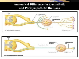 W_2_parasympathetic_agonists_antagonist_New_Nur_144360_Read_Only.pptx
