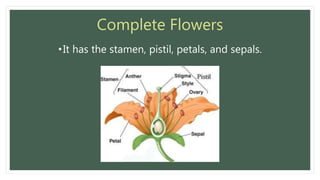 Reroductive parts in Plants | PPT