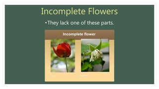 Reroductive parts in Plants | PPT