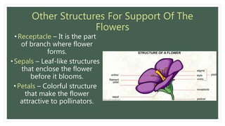 Reroductive parts in Plants | PPTX