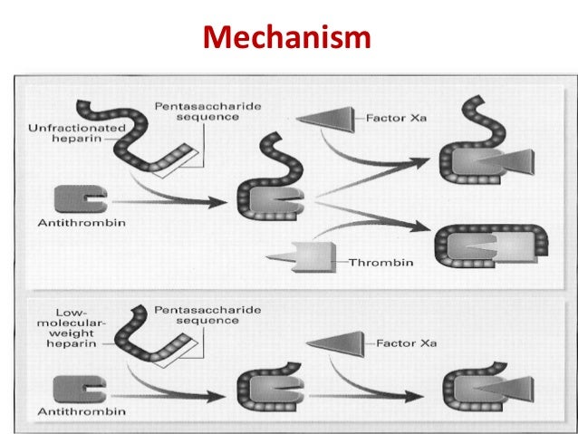 Heparin half life - ulsddirect