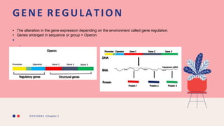 Gene Regulation is a process involved under Gene Expression | PPTX