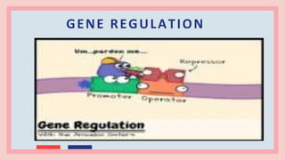 Gene Regulation is a process involved under Gene Expression | PPTX