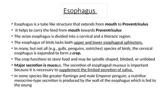 w4 (1).pptx digestive system poultry zooloy | PPT