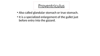 w4 (1).pptx digestive system poultry zooloy | PPT