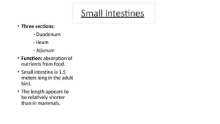 w4 (1).pptx digestive system poultry zooloy | PPT