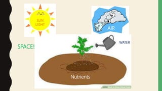 W4 (21 1 24-1) plant parts | PPT