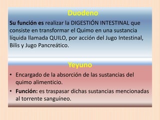 Fisiologia del sistema digestivo de los monogastricos | PPTX