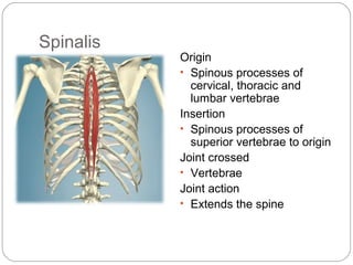 W5 posture and core stability | PPT
