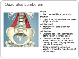 W5 posture and core stability | PPT