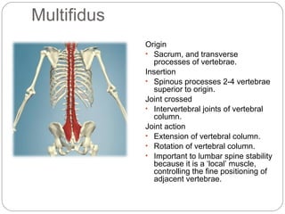 W5 posture and core stability | PPT