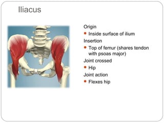 W5 posture and core stability | PPT