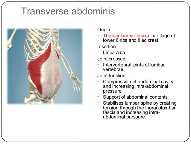 W5 posture and core stability