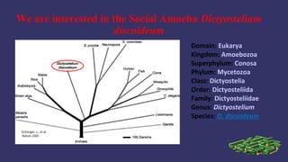 Dictyostelium behaviour ppt | PPT