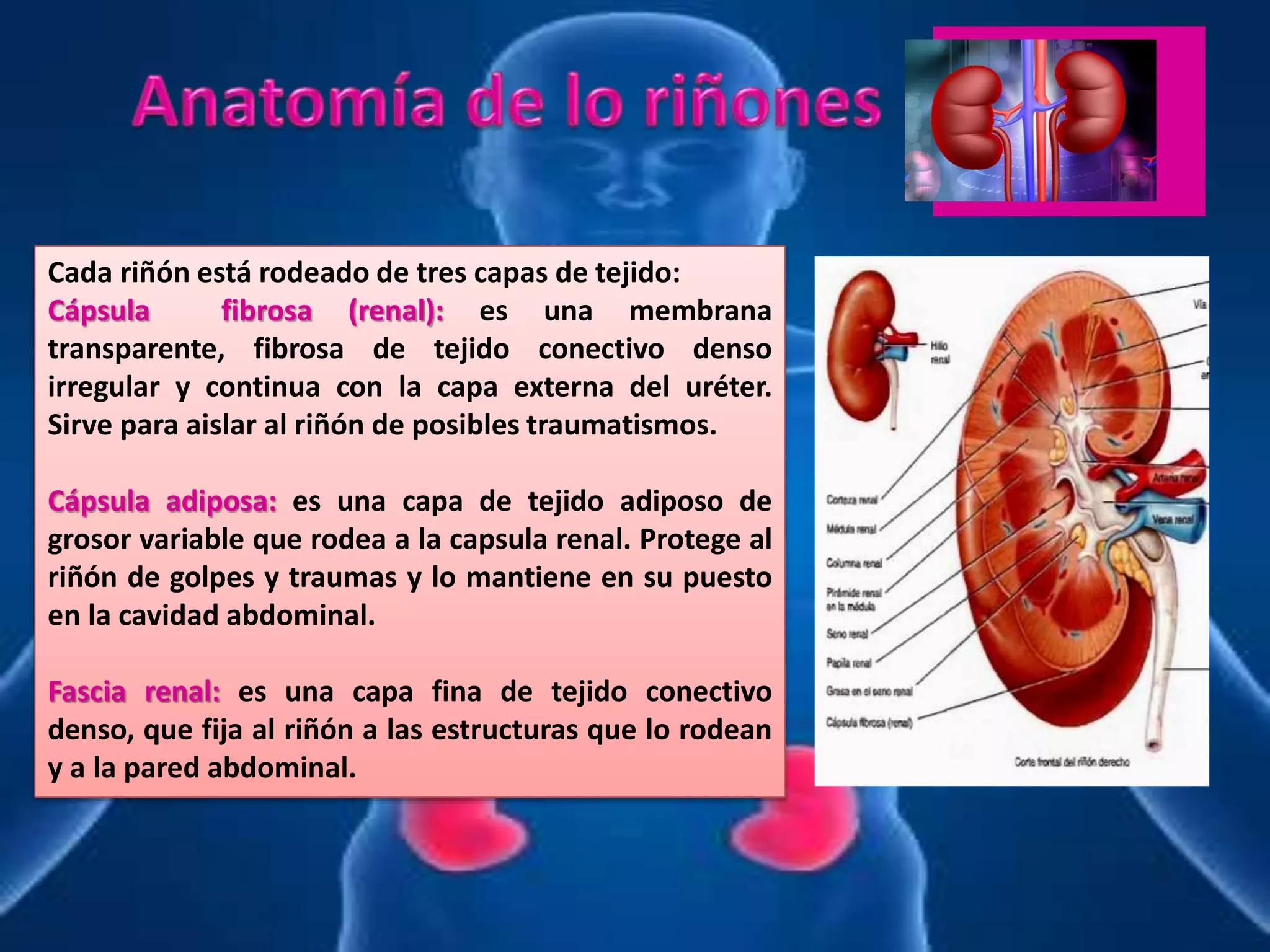 Sistema Renal | PPTX