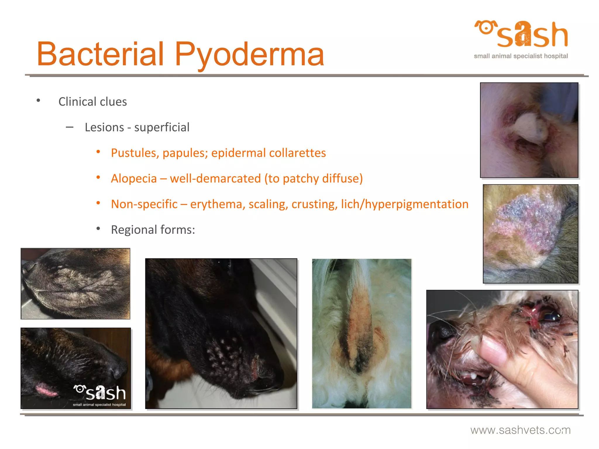 SASH : Pyoderma malodourous malassezia and fecund fleas by Dr Linda ...