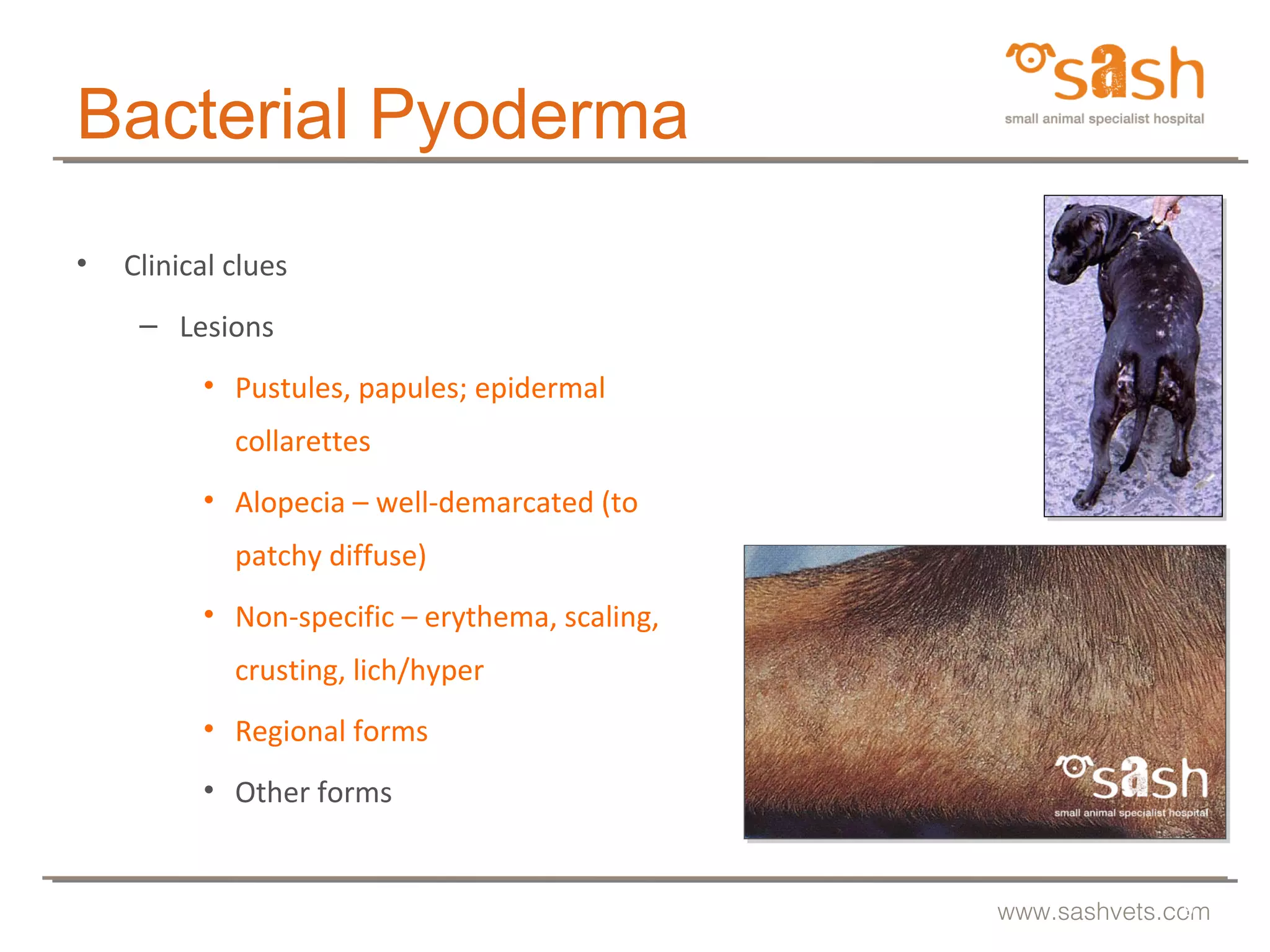 SASH : Pyoderma malodourous malassezia and fecund fleas by Dr Linda ...